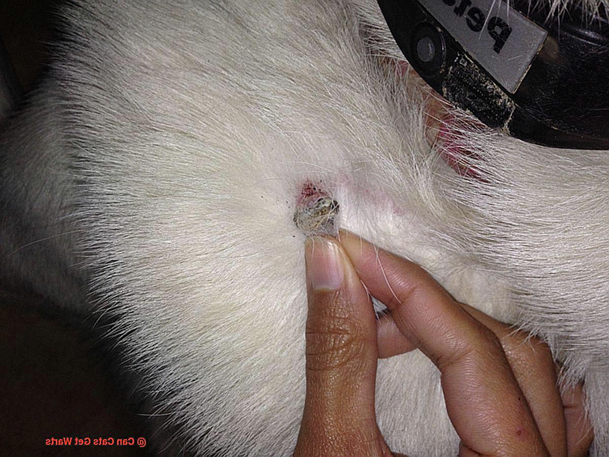 Can Cats Get Warts 21Cats Can Cats Get Warts 21Cats