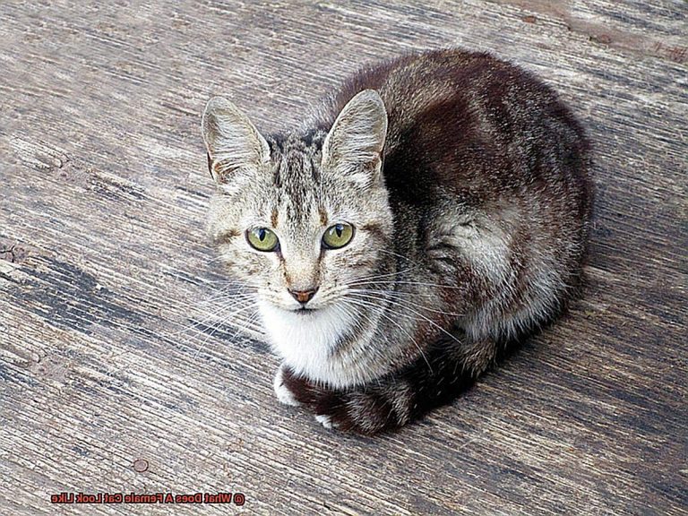 What Does A Female Cat Look Like? - 21Cats.org