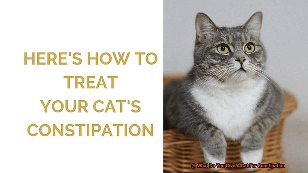 What Does Cat Ear Wax Look Like? - 21Cats.org