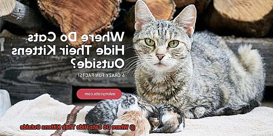 Where Do Cats Hide Their Kittens Outside? - 21Cats.org