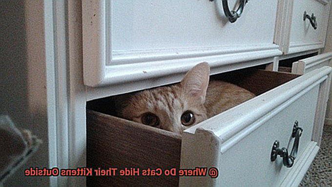 Where Do Cats Hide Their Kittens Outside? - 21Cats.org