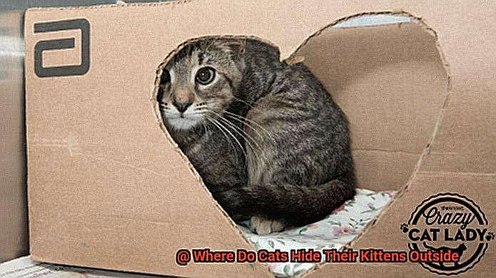 Where Do Cats Hide Their Kittens Outside? - 21Cats.org