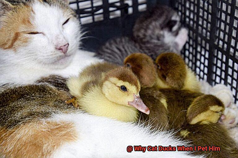 Why Cat Ducks When I Pet Him? - 21Cats.org