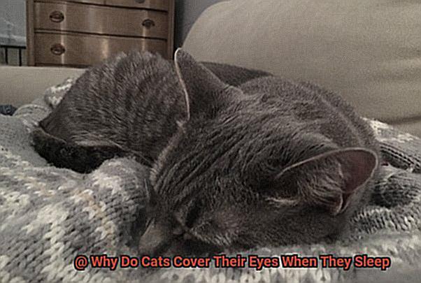 Why Do Cats Cover Their Eyes When They Sleep? - 21Cats.org