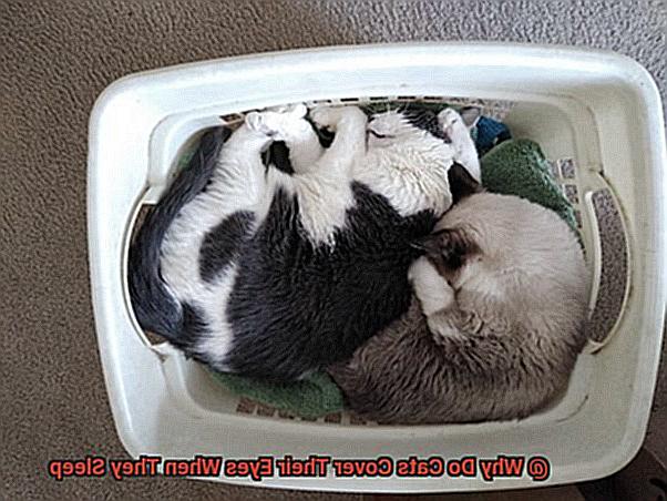 Why Do Cats Cover Their Eyes When They Sleep? - 21Cats.org