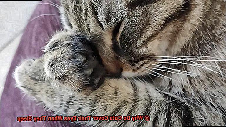 Why Do Cats Cover Their Eyes When They Sleep? - 21Cats.org