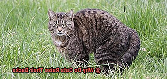 Why Do Cats Raise Their Backs? - 21Cats.org