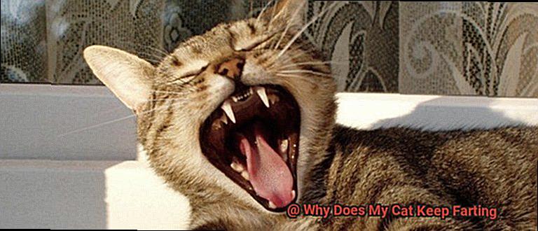 Why Does My Cat Keep Farting? - 21Cats.org