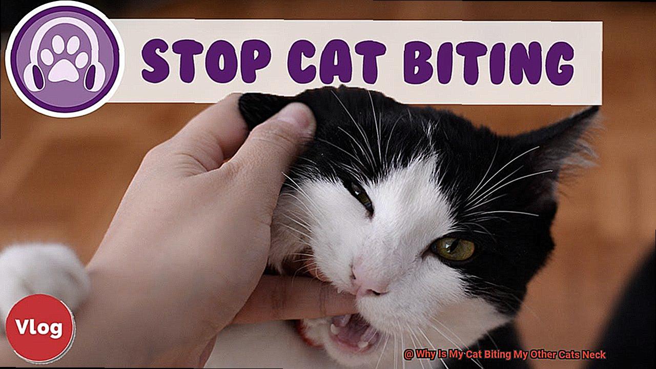 Why Is My Cat Biting My Other Cats Neck? - 21Cats.org Why Is My Cat Biting My Other Cats Neck? - 21Cats.org