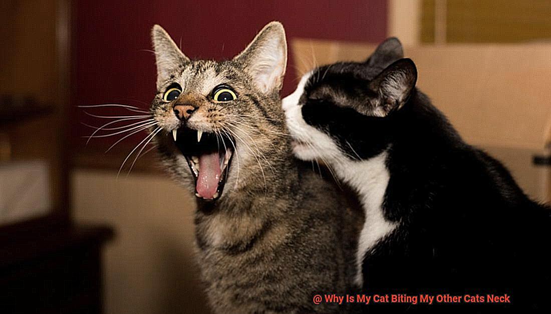 Why Is My Cat Biting My Other Cats Neck? - 21Cats.org Why Is My Cat Biting My Other Cats Neck? - 21Cats.org