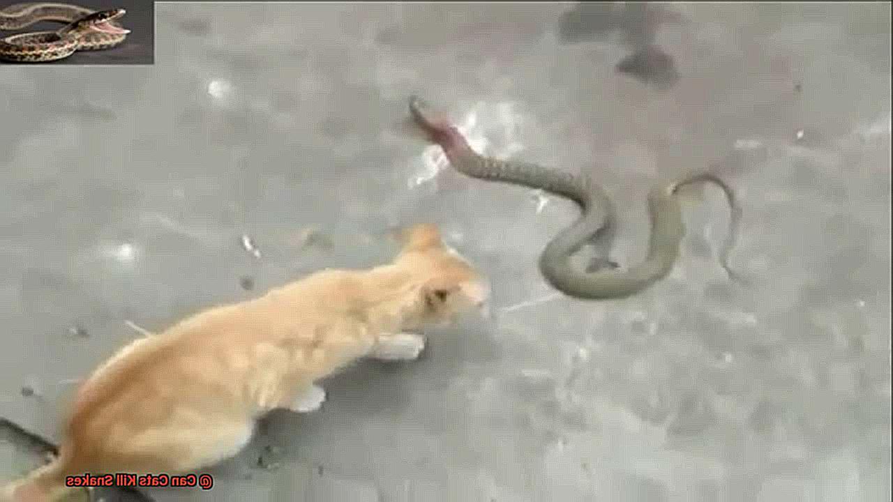 Can Cats Kill Snakes? - 21Cats.org
