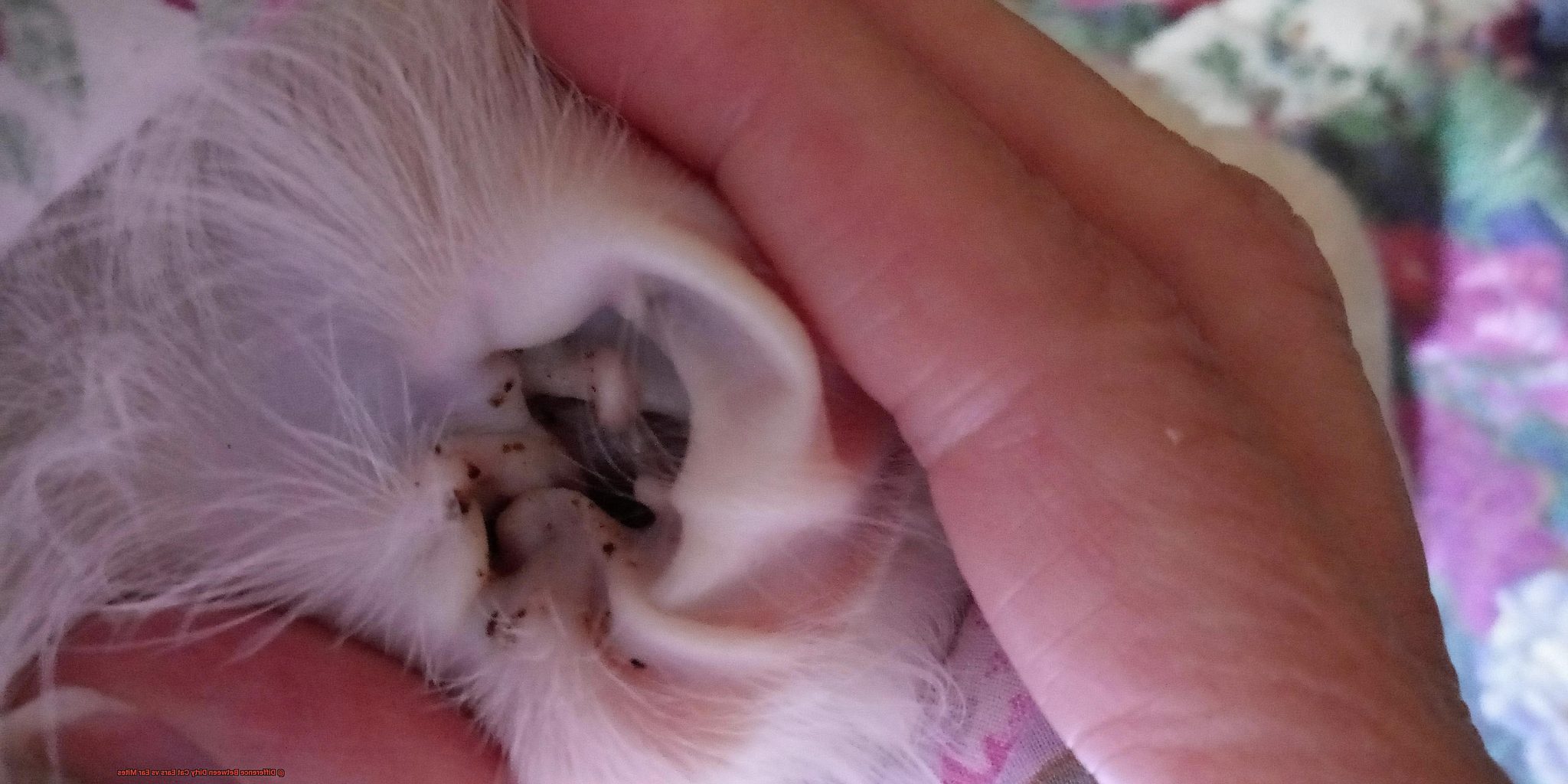 Difference Between Dirty Cat Ears Vs Ear Mites 21Cats Difference Between Dirty Cat Ears Vs Ear Mites 21Cats