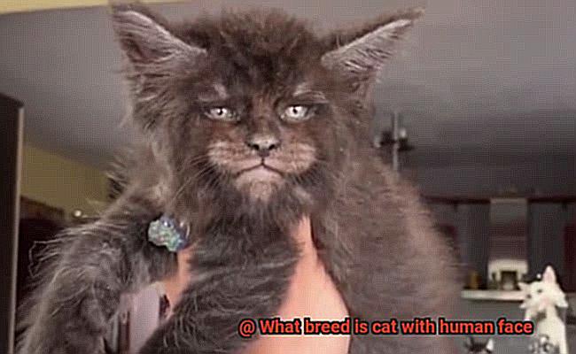 What breed is cat with human face? - 21Cats.org