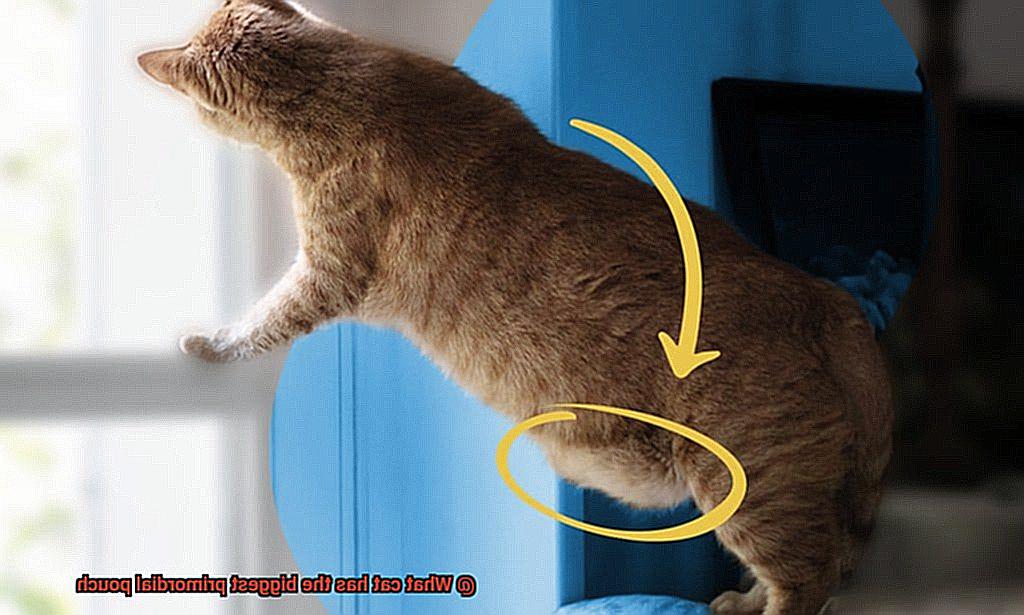 What cat has the biggest primordial pouch? - 21Cats.org