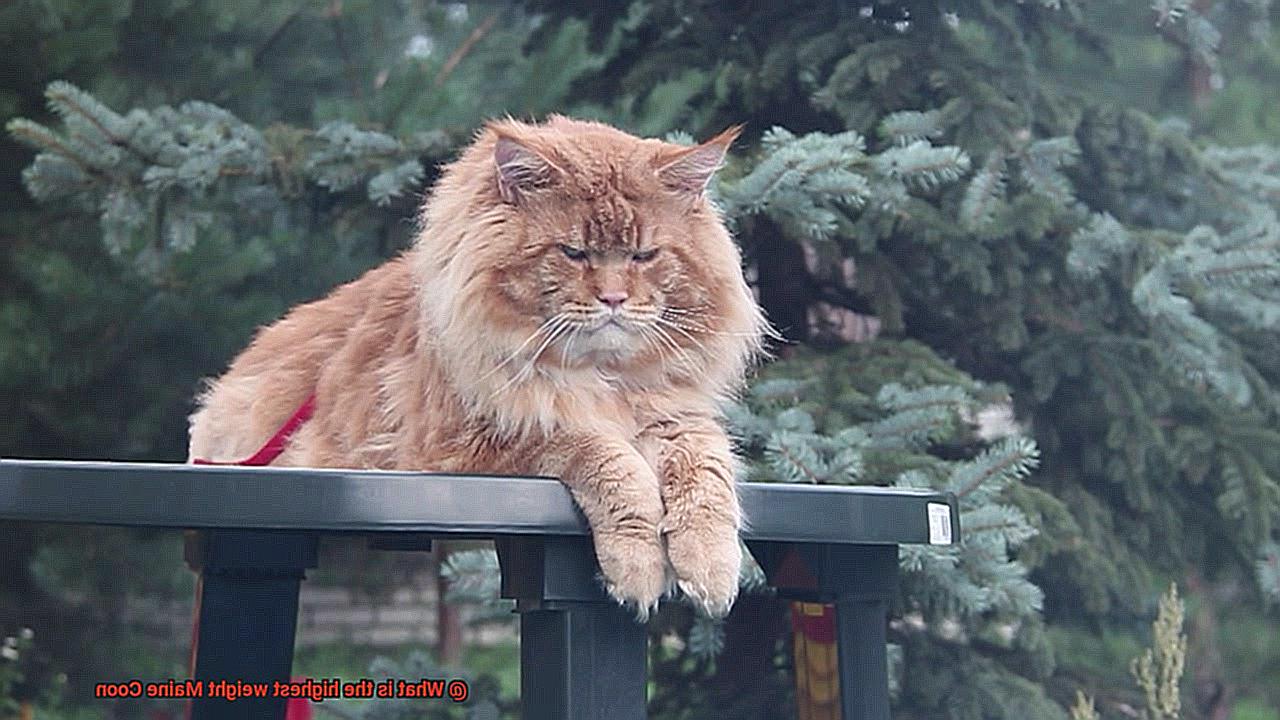 What is the highest weight Maine Coon? - 21Cats.org