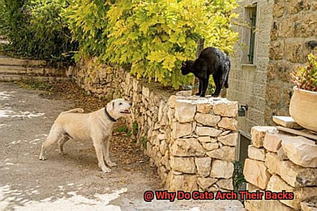 Why Do Cats Arch Their Backs? - 21Cats.org