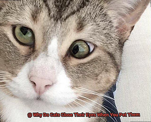 Why Do Cats Close Their Eyes When You Pet Them? - 21Cats.org