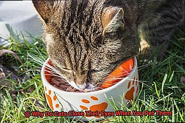 Why Do Cats Close Their Eyes When You Pet Them? - 21Cats.org
