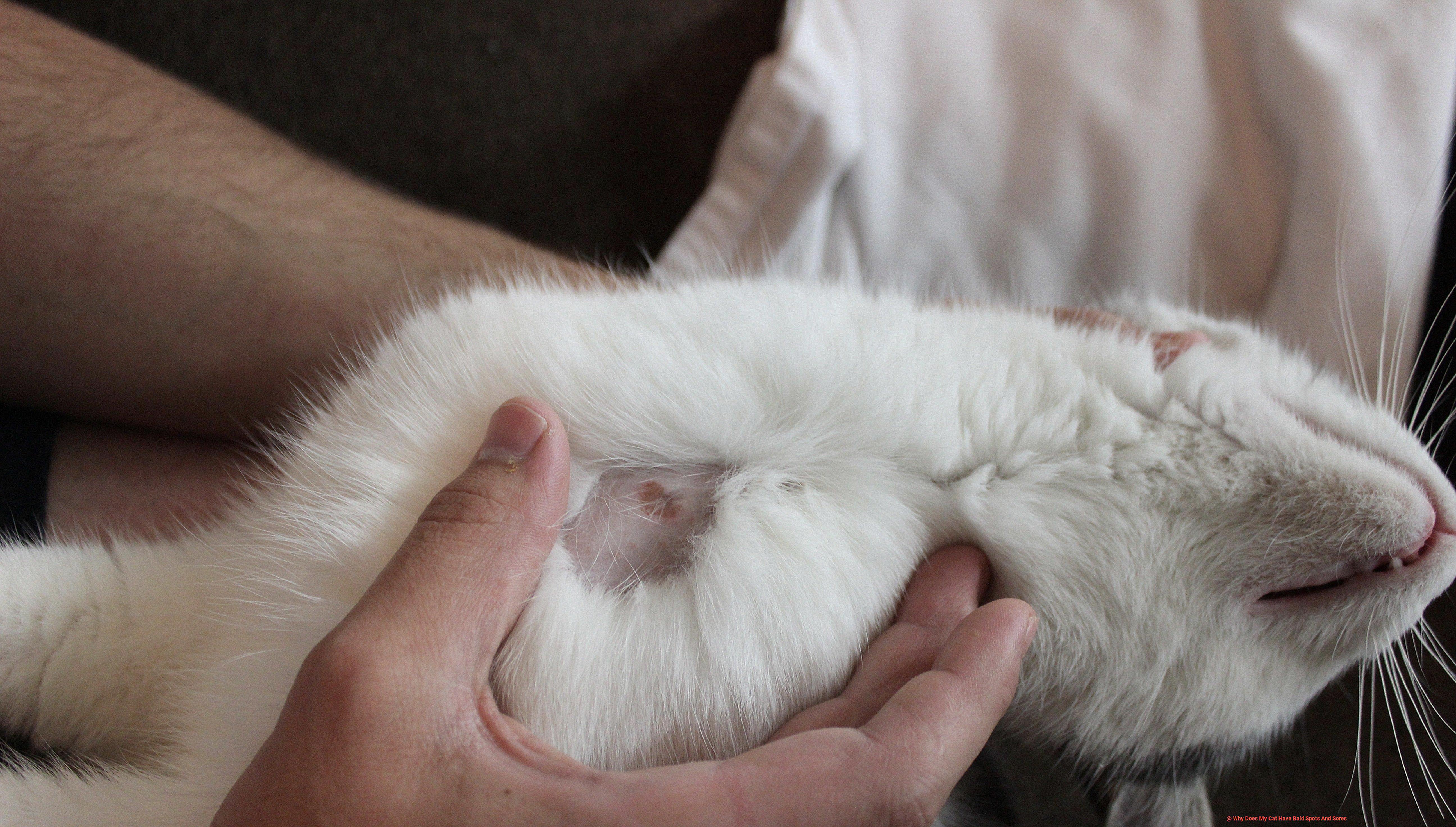 Why Does My Cat Have Bald Spots And Sores? - 21Cats.org Why Does My Cat Have Bald Spots And Sores? - 21Cats.org