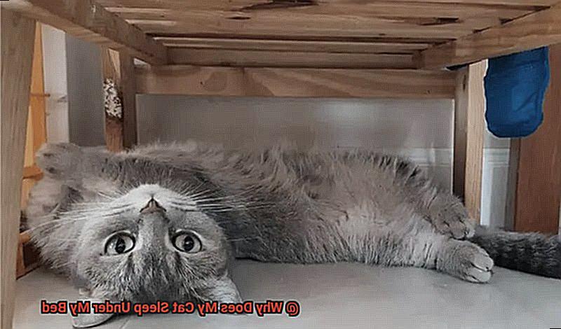 Why Does My Cat Sleep Under My Bed? - 21Cats.org