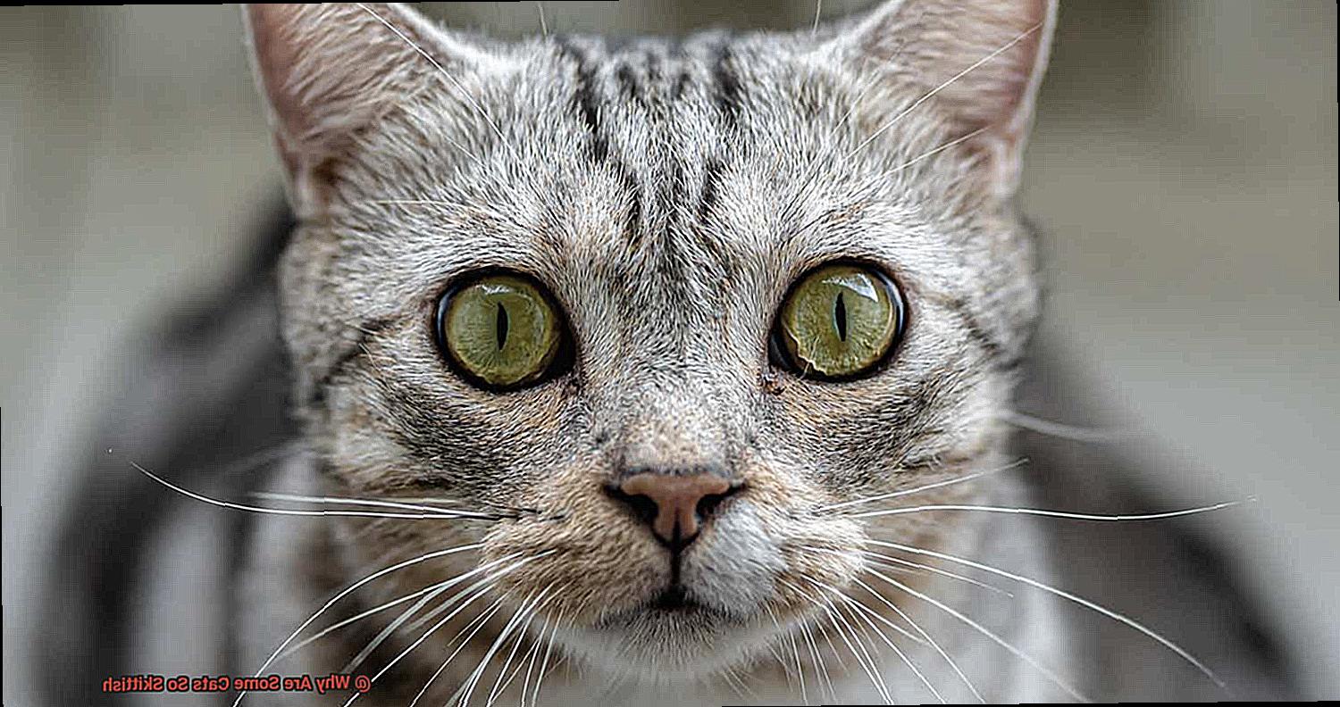 Why Do Cats Go Crazy When It Rains 21Cats Why Do Cats Go Crazy When It Rains 21Cats