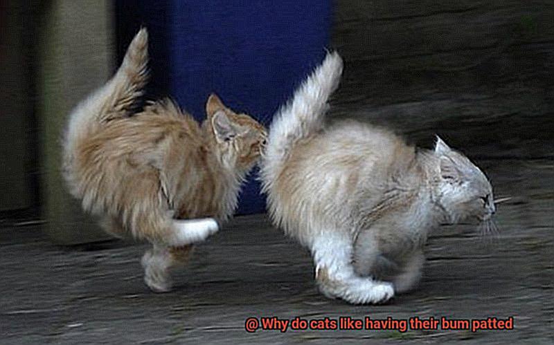 Why do cats like having their bum patted? - 21Cats.org