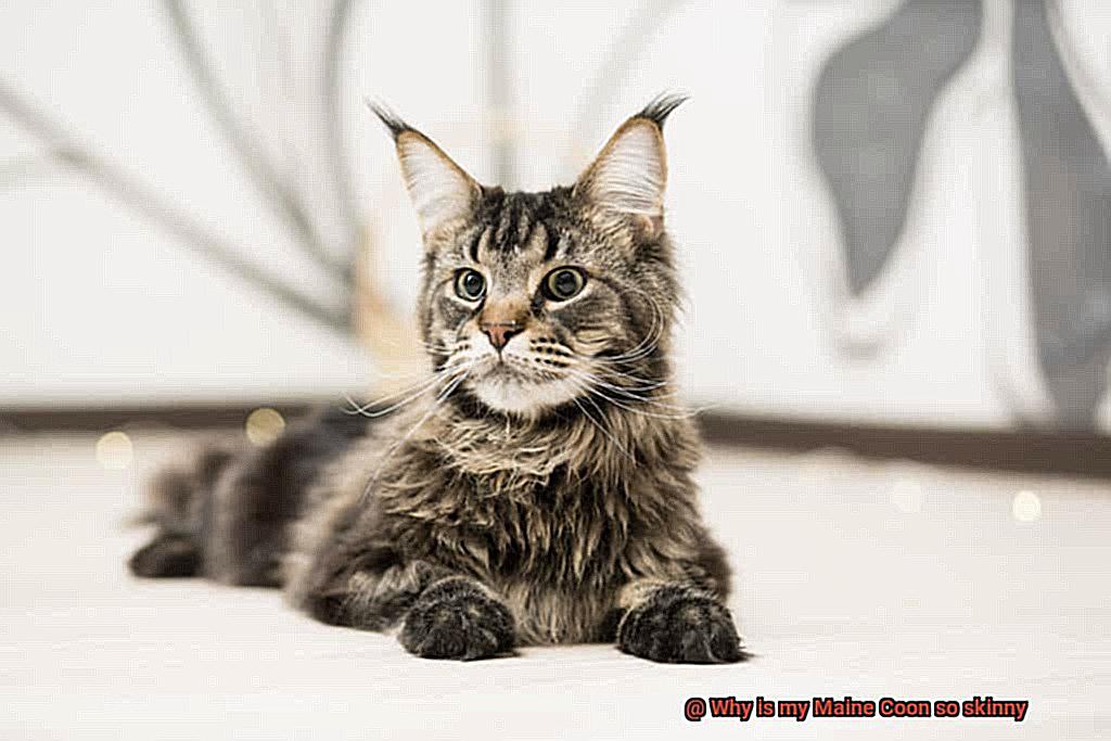 Why is my Maine Coon so skinny? - 21Cats.org