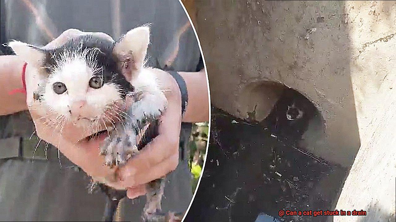 Can a cat get stuck in a drain? - 21Cats.org