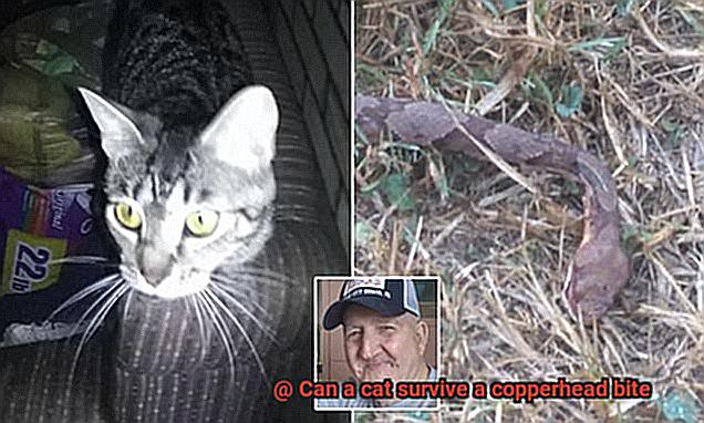 Can a cat survive a copperhead bite? - 21Cats.org