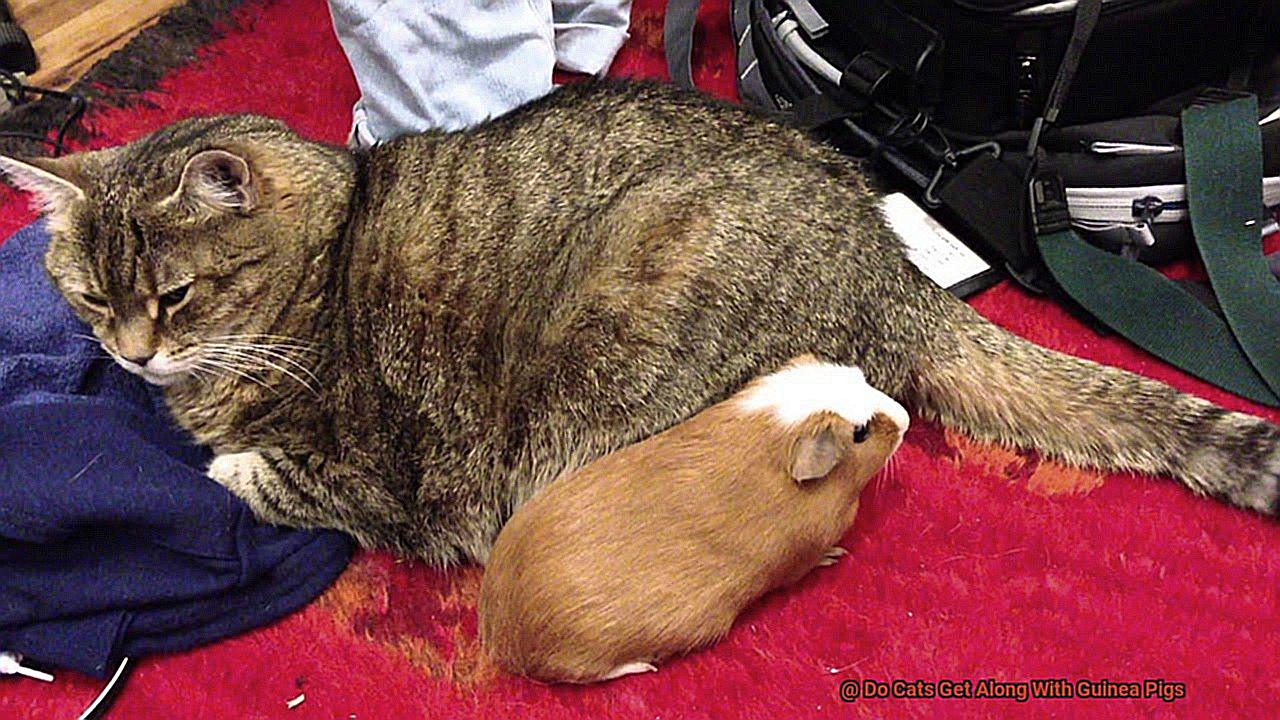 Do Cats Get Along With Guinea Pigs? - 21Cats.org