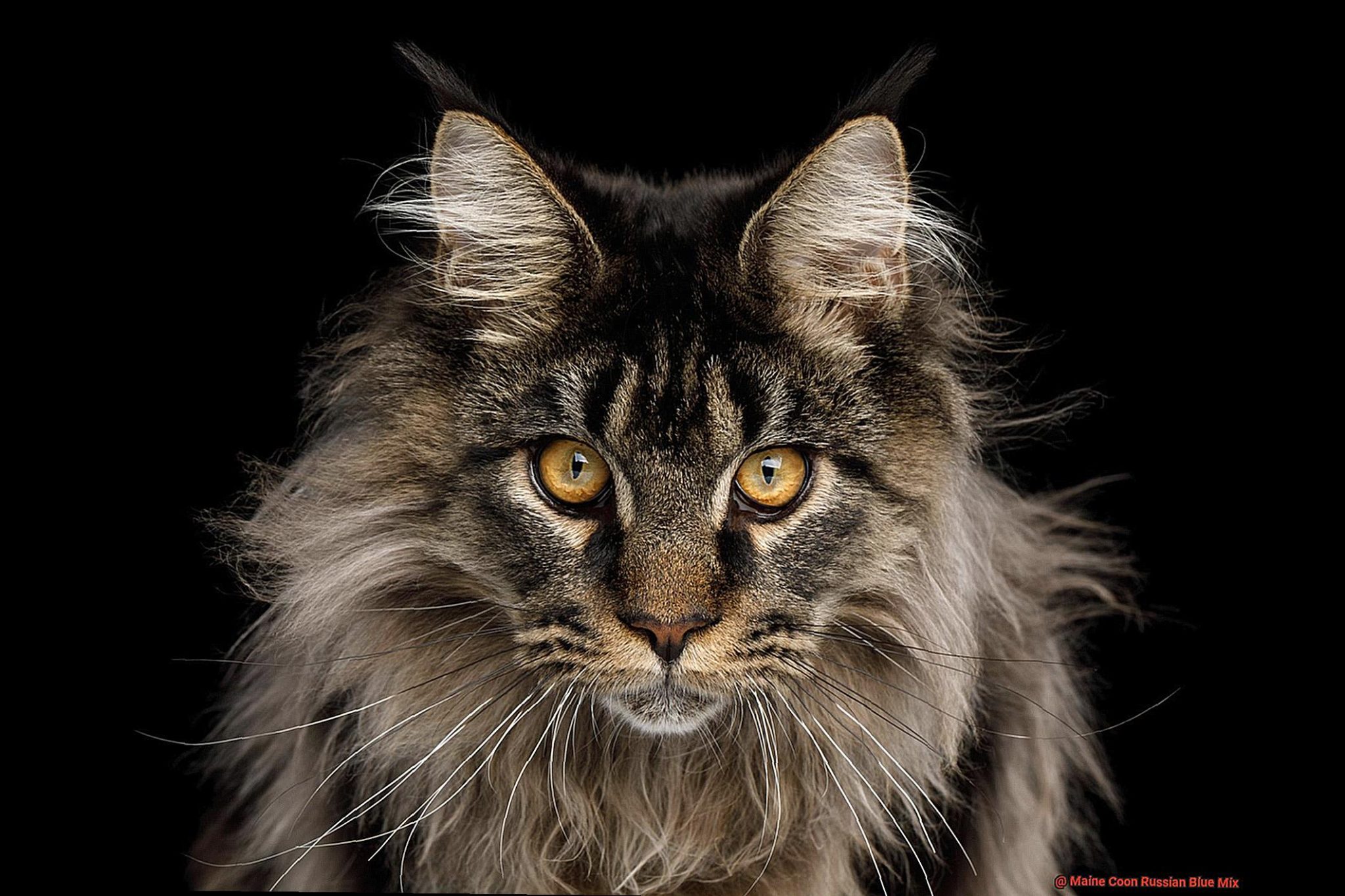 Maine Coon Russian Blue Mix? - 21Cats.org