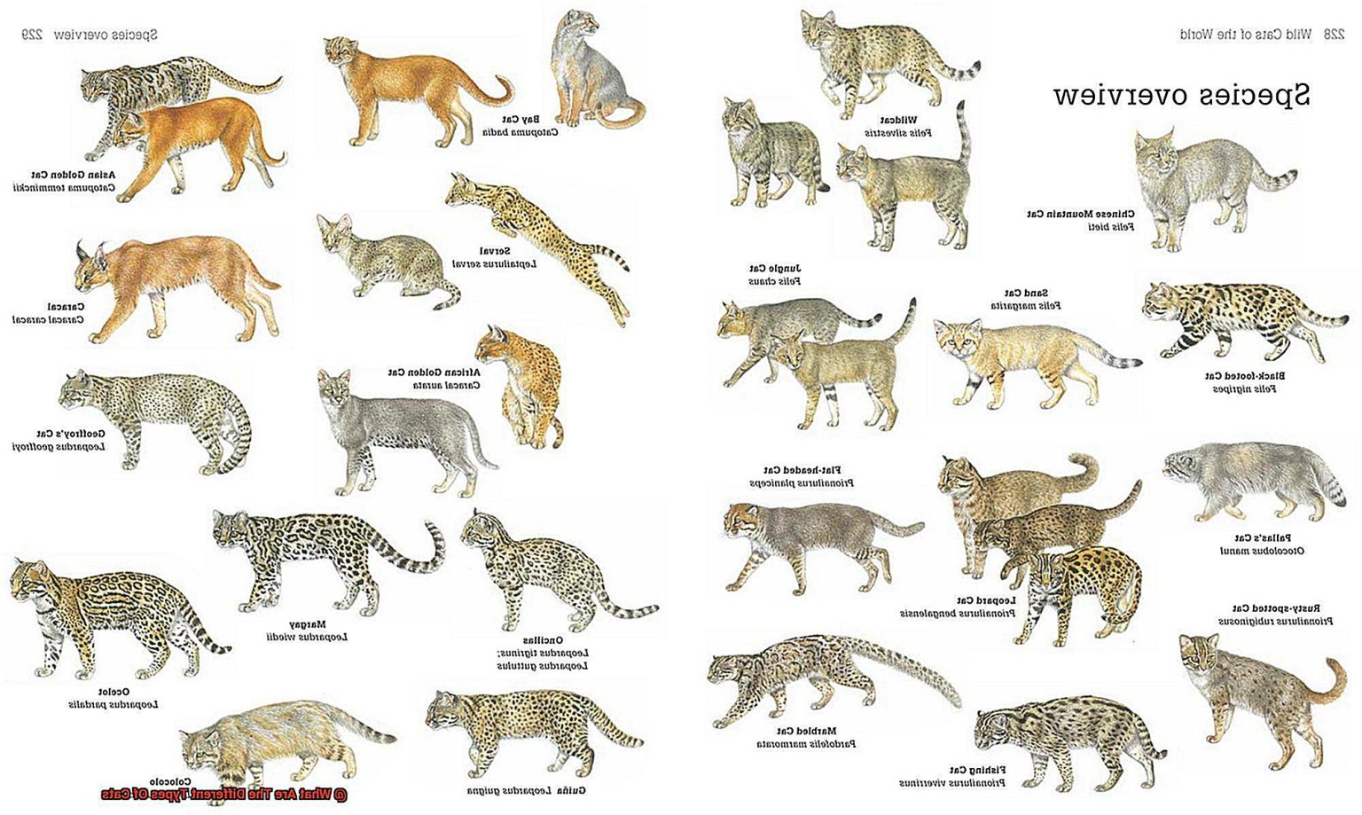 What Are The Different Types Of Cats? - 21Cats.org