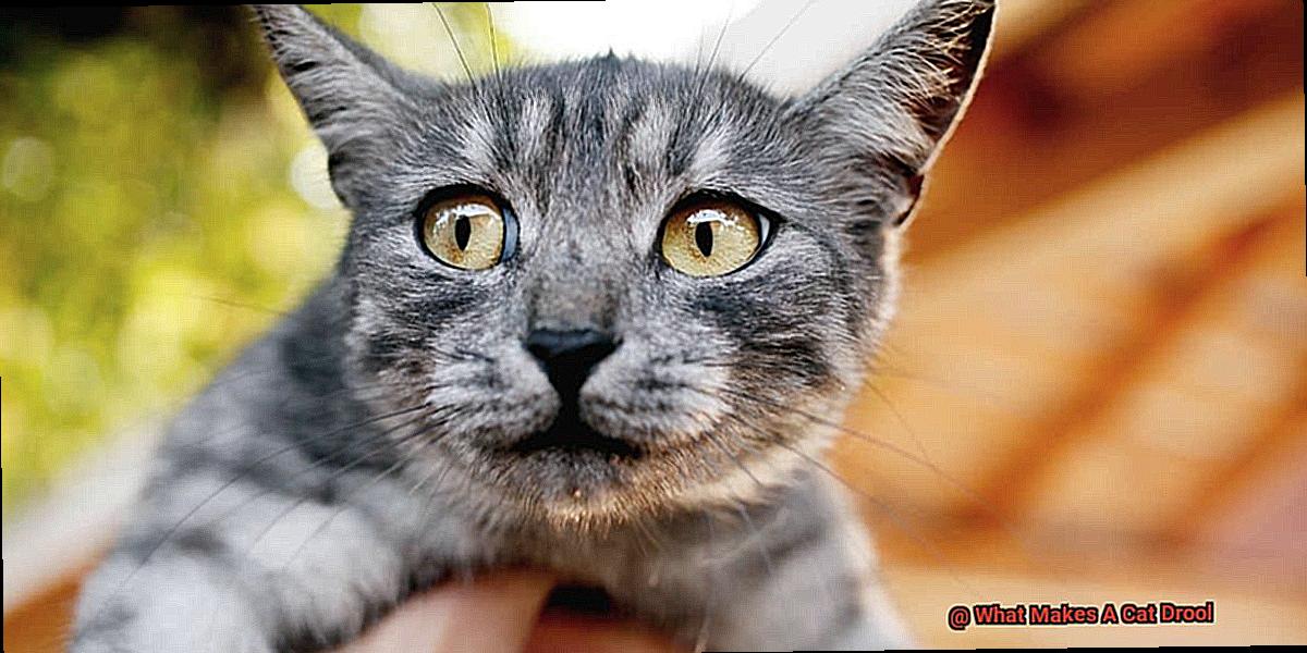 What Makes A Cat Drool? - 21Cats.org
