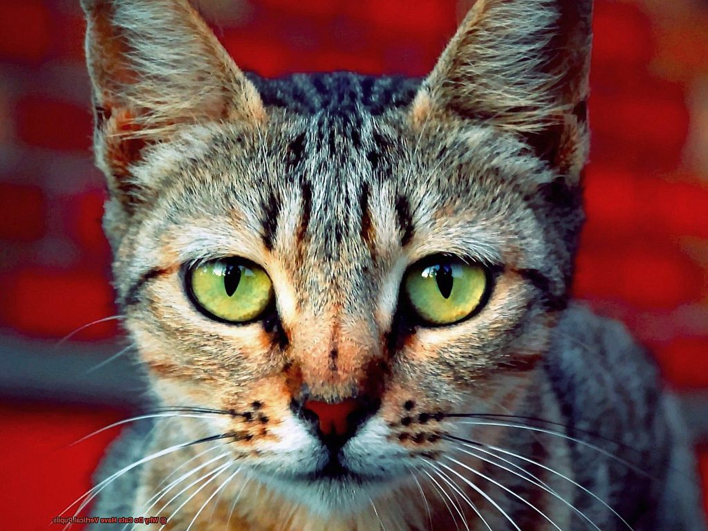 Why Do Cats Have Vertical Pupils? - 21Cats.org