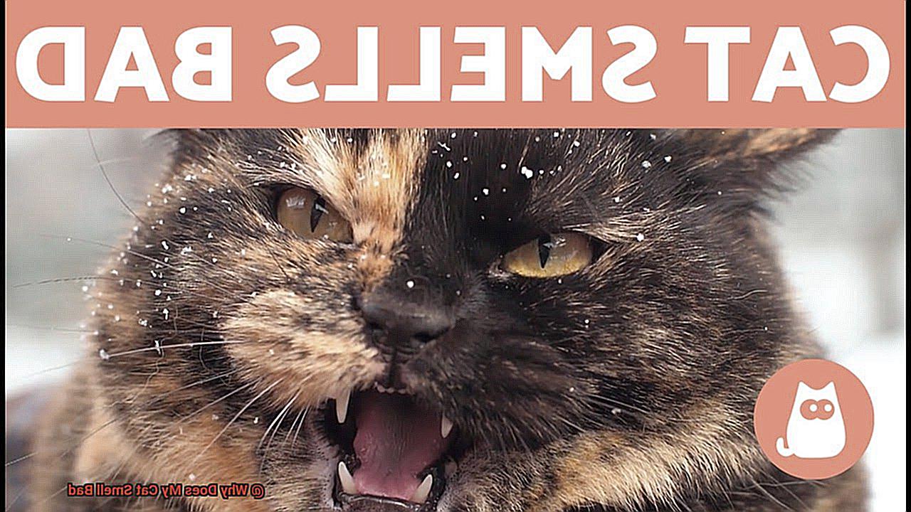 Why Does My Cat Smell Bad? - 21Cats.org