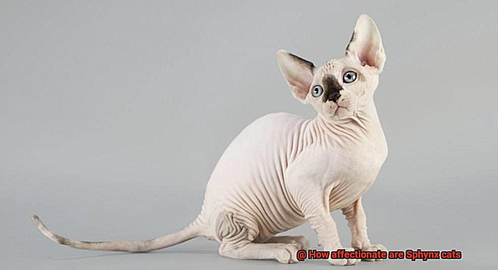 How affectionate are Sphynx cats? - 21Cats.org