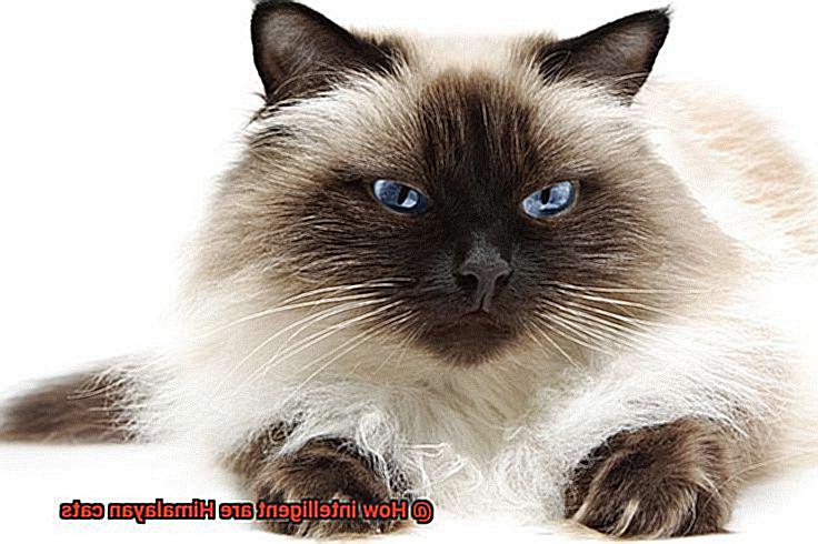 How intelligent are Himalayan cats? - 21Cats.org How intelligent are Himalayan cats? - 21Cats.org