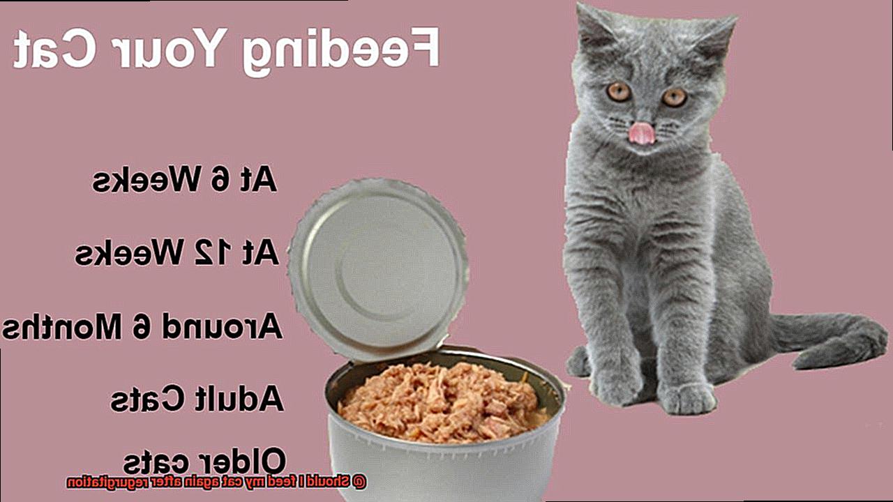 Should I Feed My Cat Again After Regurgitation