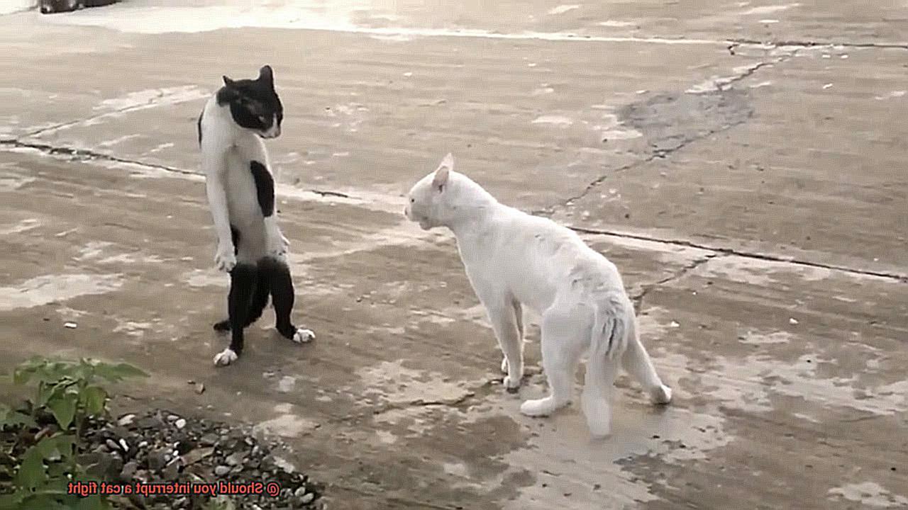 Should you interrupt a cat fight? - 21Cats.org
