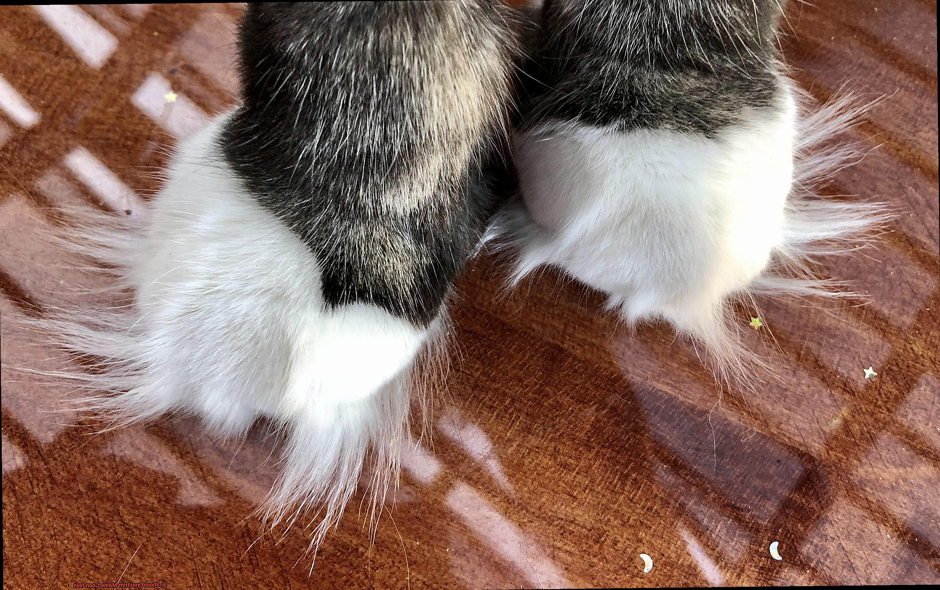 Should you trim Maine Coon feet? - 21Cats.org