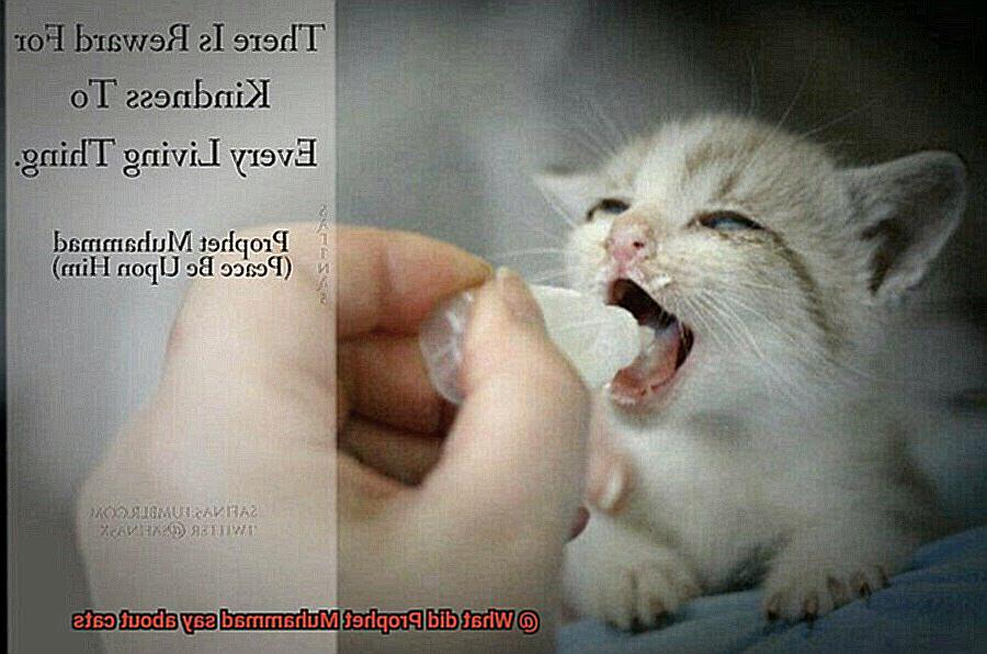 What do cats look like with Down syndrome? - 21Cats.org