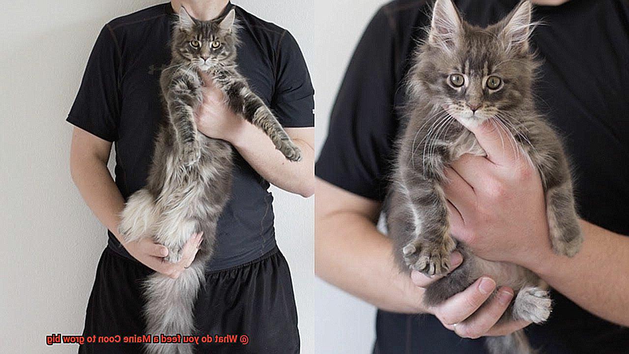 What do you feed a Maine Coon to grow big? - 21Cats.org