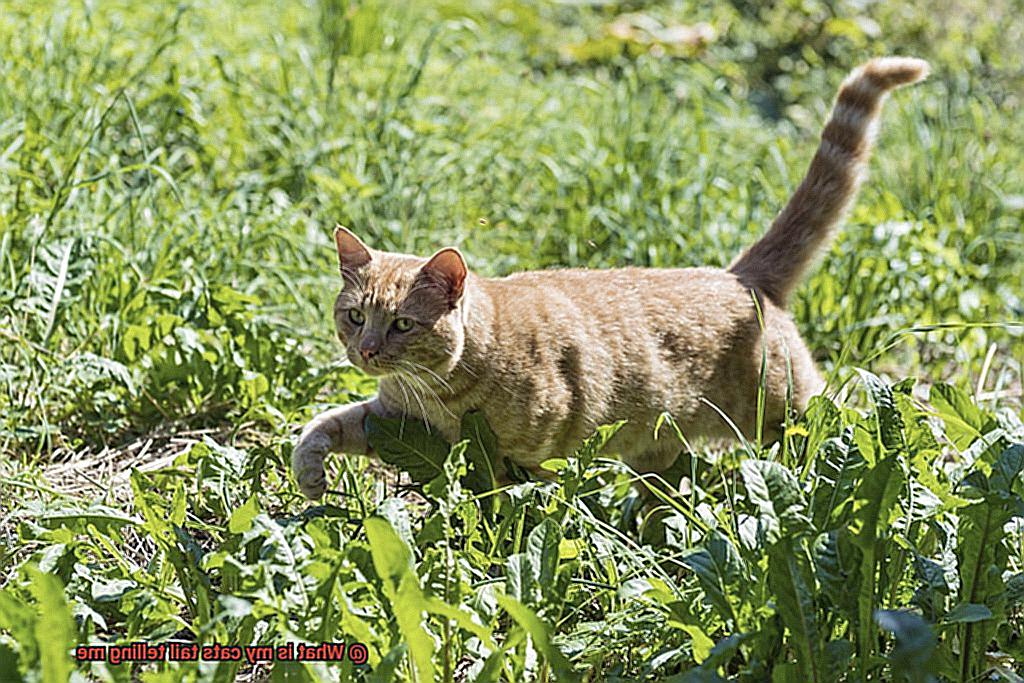 What is my cats tail telling me? - 21Cats.org