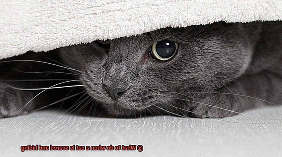 What to do when a cat is scared and hiding? - 21Cats.org