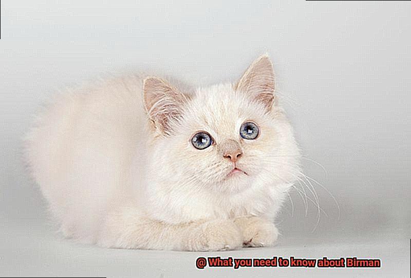 What you need to know about Birman? - 21Cats.org