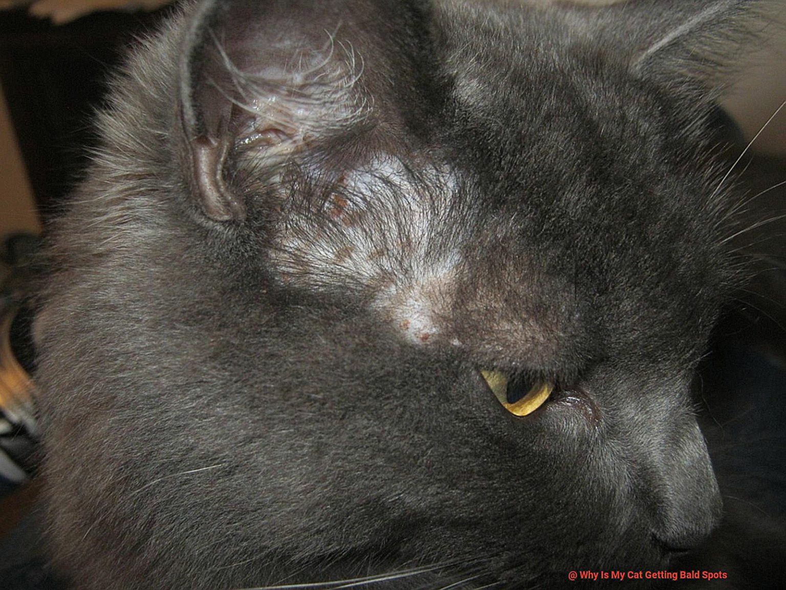 Why Is My Cat Getting Bald Spots? - 21Cats.org