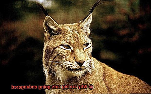 Why are big cats going endangered? - 21Cats.org