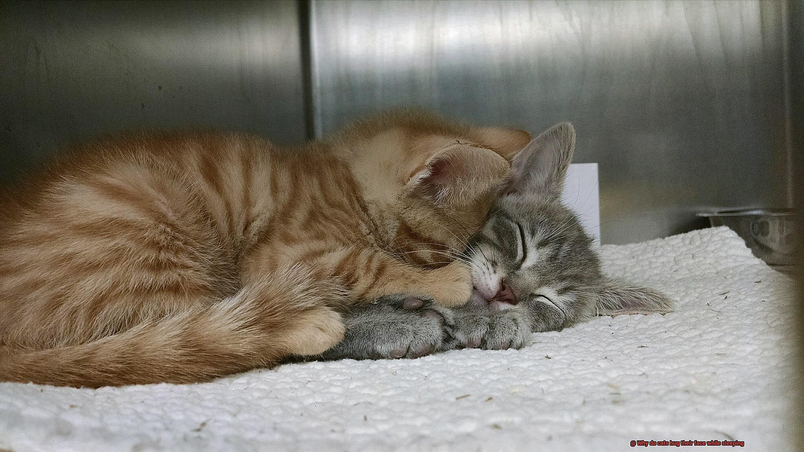 Why do cats put their paw over their eyes when sleeping? - 21Cats.org