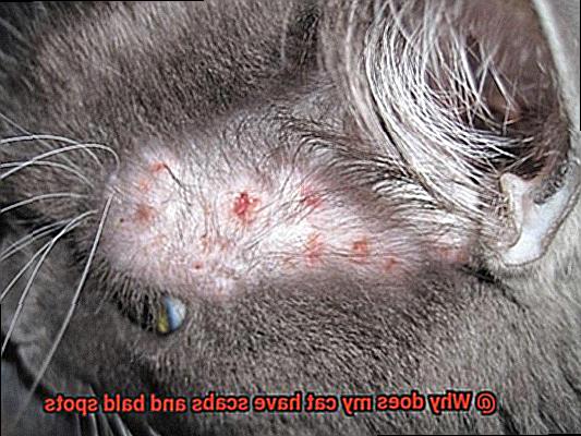 Why does my cat have scabs and bald spots? - 21Cats.org Why does my cat have scabs and bald spots? - 21Cats.org