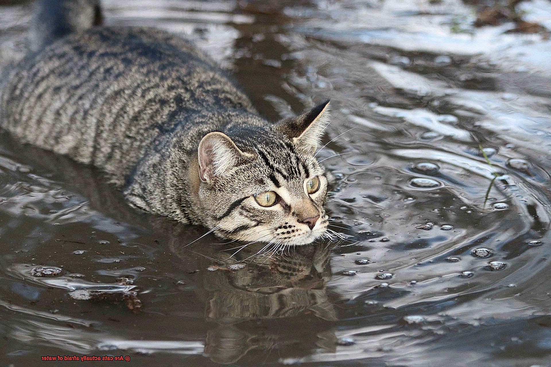 Are cats actually afraid of water? - 21Cats.org